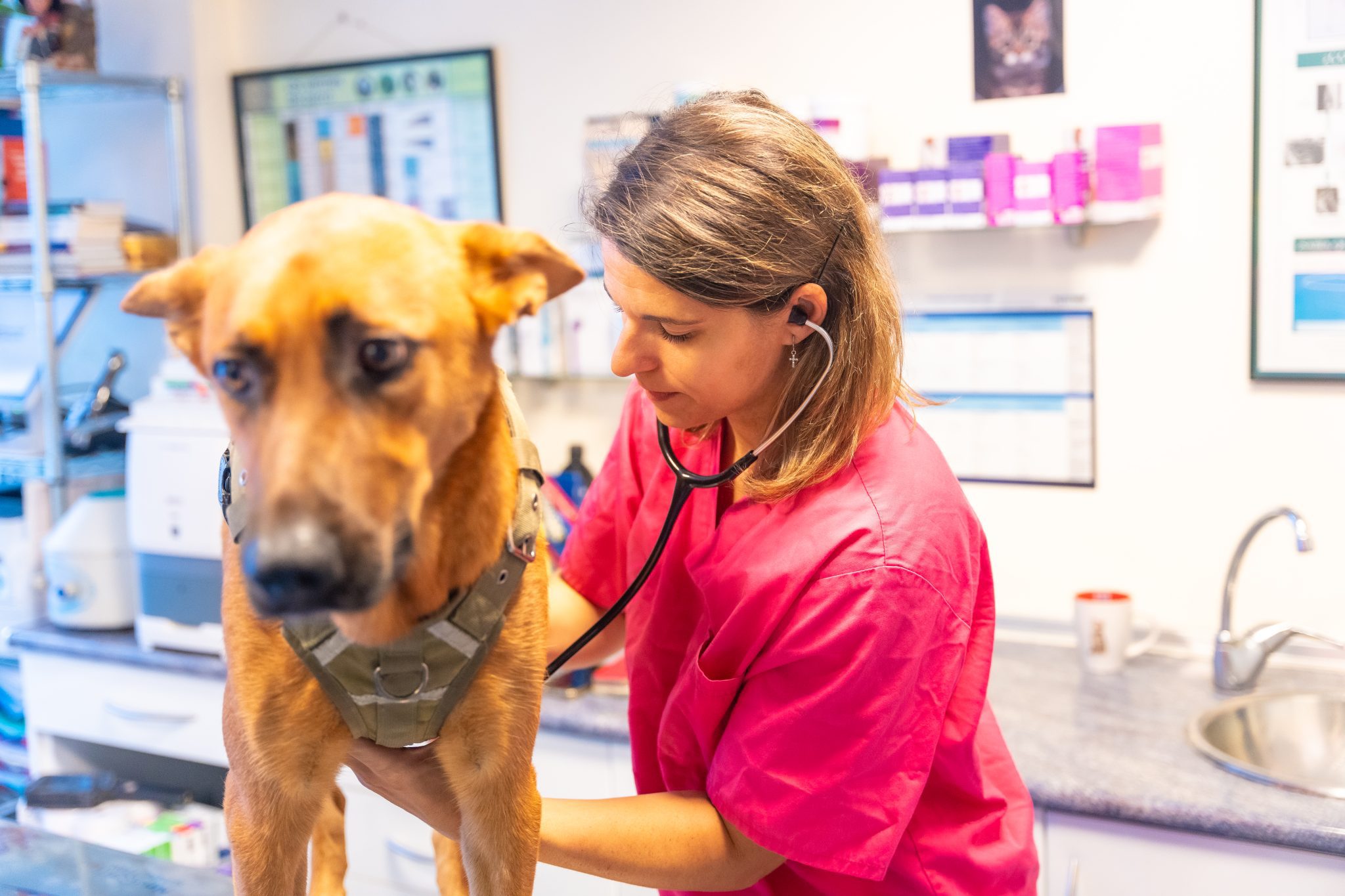 Pet Care Post Falls, ID | Aspen Veterinary Service